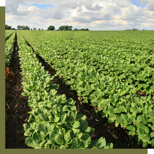 Enhance for Legume Reproduction - Get Started in Big Sandy - Davis Ag Solutions